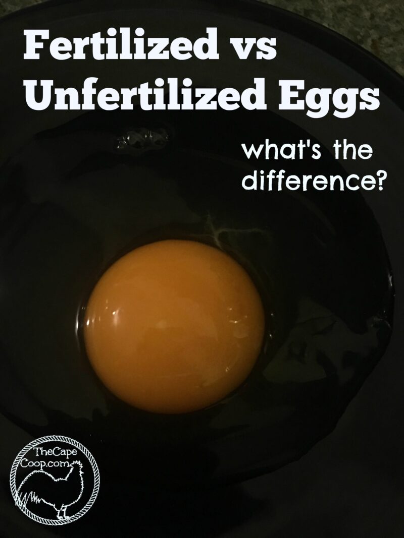 Fertilized Vs Unfertilized Eggs The Cape Coop