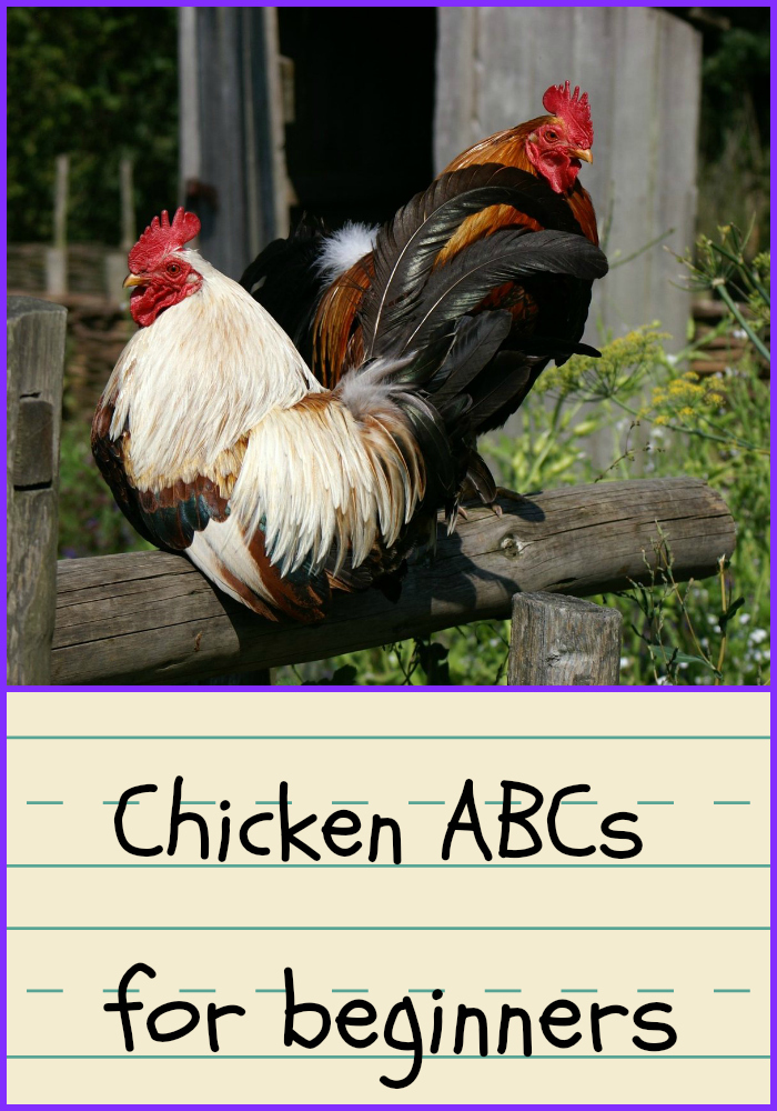 Chicken Terms for Beginners